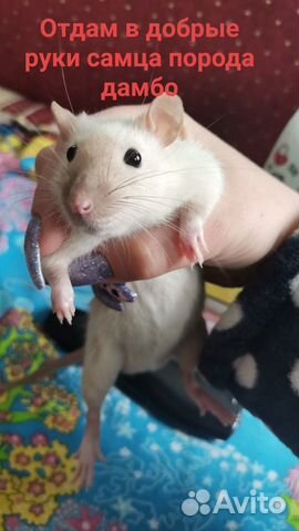 Отдам Крыс в добрые руки (порода дамбо) есть взрос