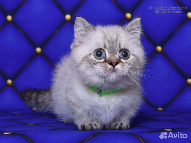 Коротколапый котик