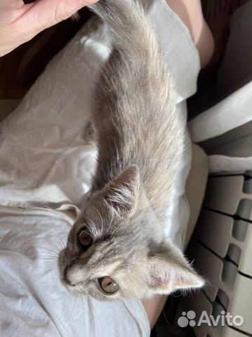 Котенок в добрые руки