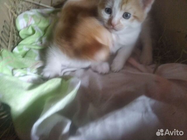 Котята