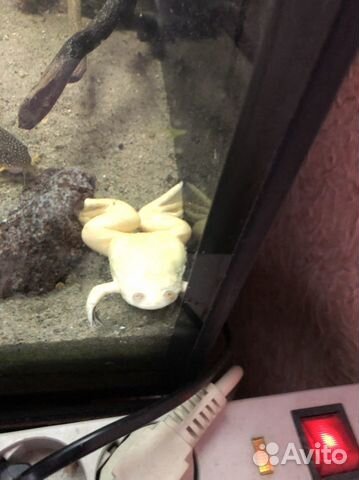 Шпорцевая лягушка