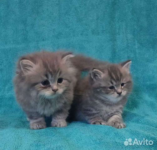 Котики