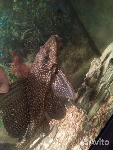 Сом Анциструс