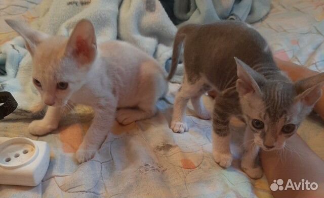 Котята Донской сфинкс браш,девочки