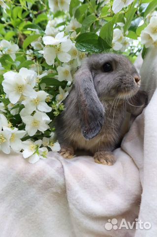 Карликовая вислоушка из «Попрыгаек»