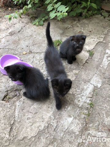 Отдам котят в добрые руки