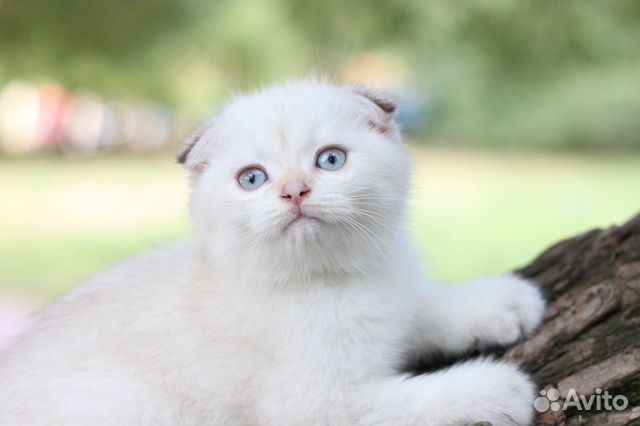 Котенок скоттиш фолд, мальчик