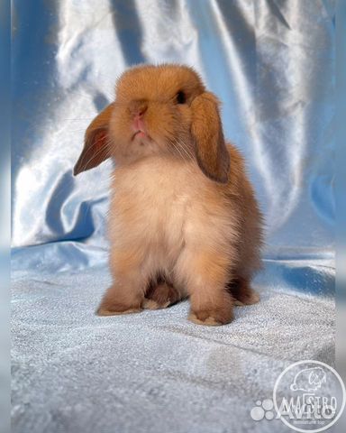 Декоративные кролики Miniature lop (минилоп)