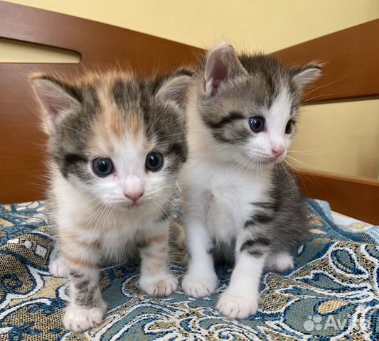 Котята 1,5 мес