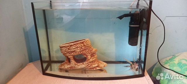 Аквариум склярии