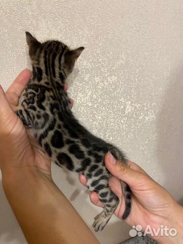Бенгальские котята