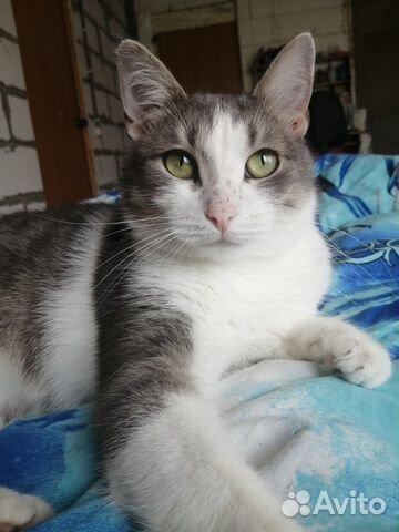 Отдам кота в добрые руки