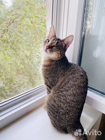 Кошка в добрые руки