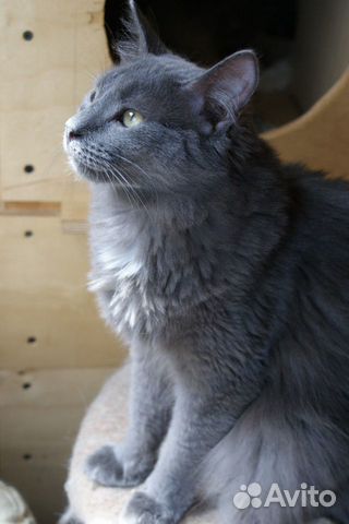 Кошки бесплатно