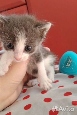 Котятки бесплатно в добрые руки