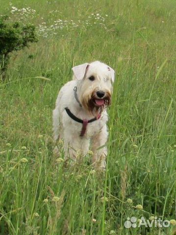 Цвергшнауцер вязка