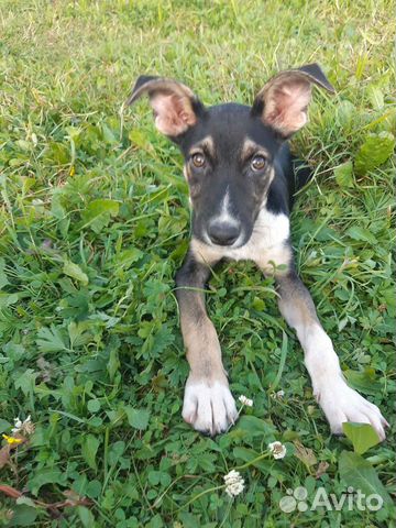 Любимец в семью