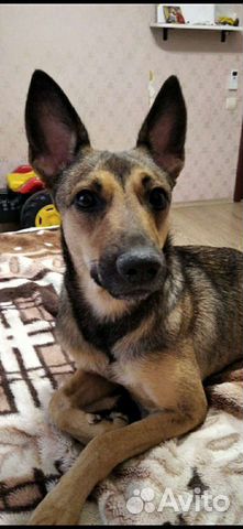 Герда ищет добрые ручки