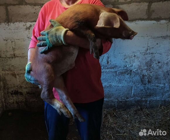 Хрячек на племя