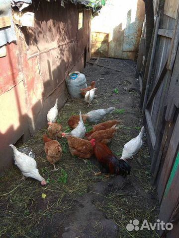 Продам кур несушек и петуха