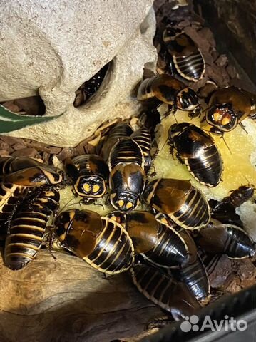 Таракан автомобильчик