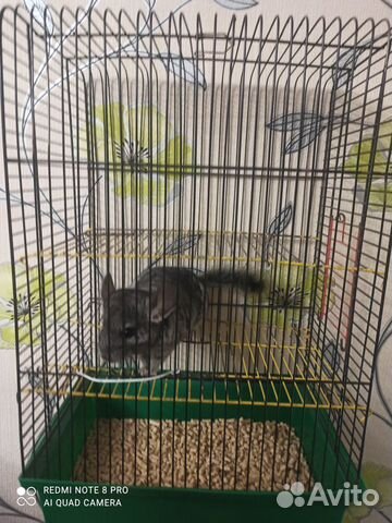 Шиншила с клеткой