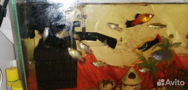 Отдам даром рыбок