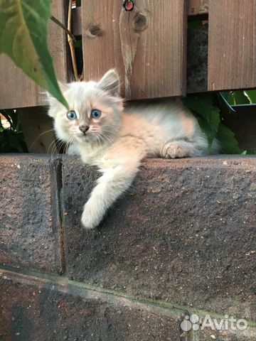 Котята смесь Курильский бобтейл