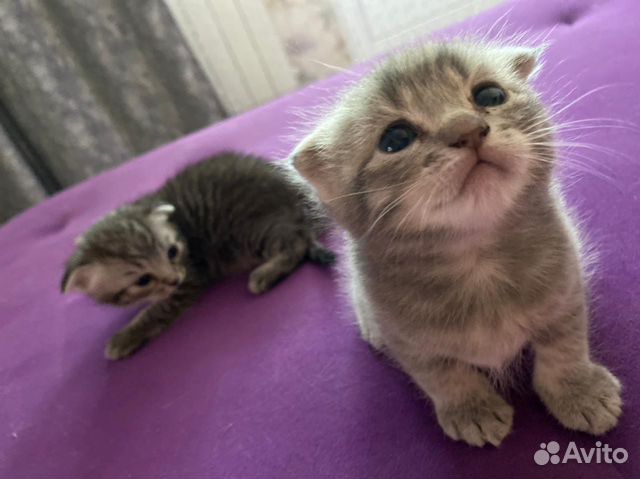 Котята шотландцы