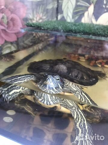 Черепаха со всем необходимым