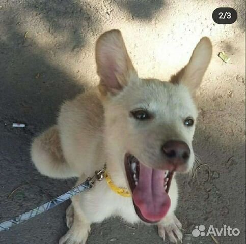 Щенок собака в добрые руки лайка