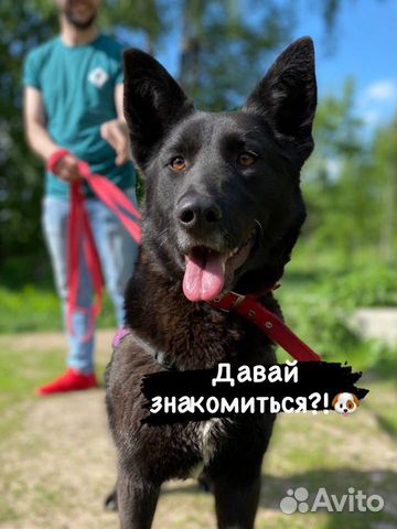 Такая красавица не должна сидеть в приюте