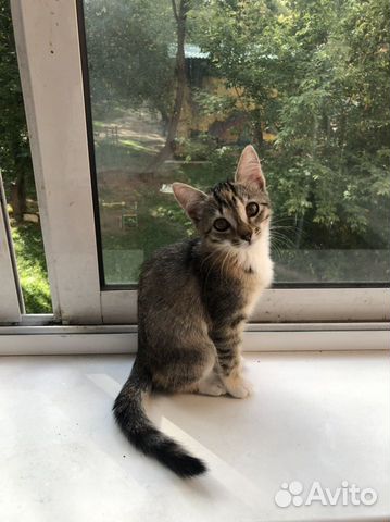 Котенок 3 месяца бесплатно