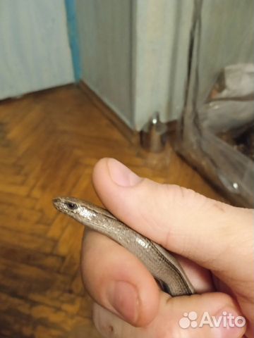 Медянки Безногие ящерицы Веретеницы