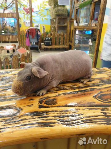 Морские свинки