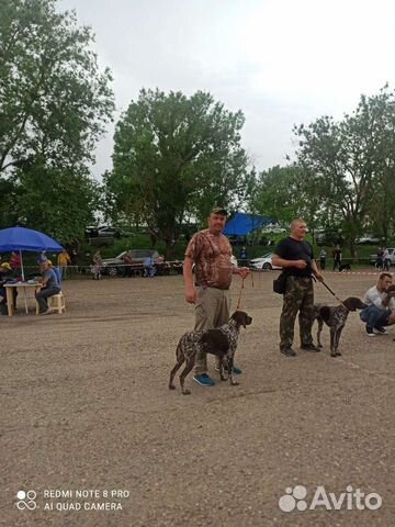 Продам суку курцхаар