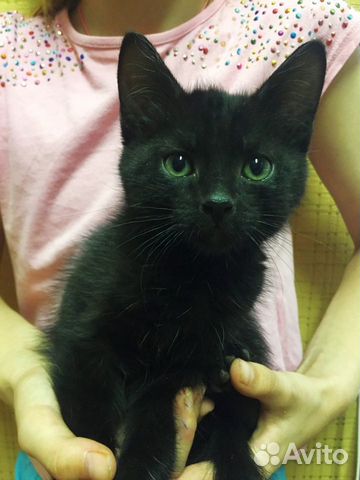 Котенок Черныш ищет дом