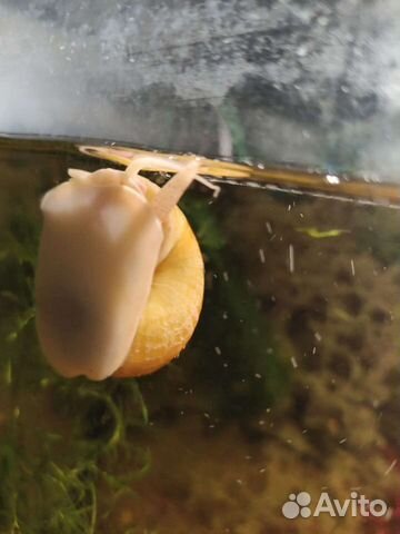 Улитки ампулярии