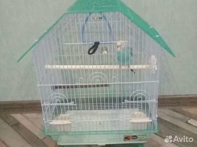 Волнистый попугай с клеткой