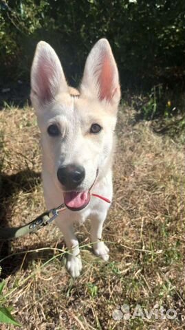 Щенок в добрые руки бесплатно