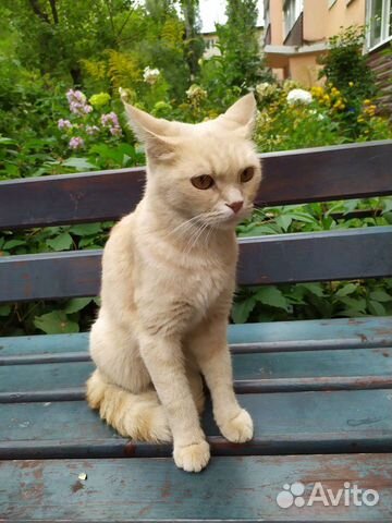 Котик-нежный персик