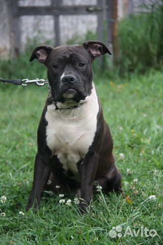 Американский стафф.терьер