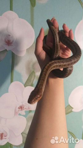 Змея полоз узорчатый самка