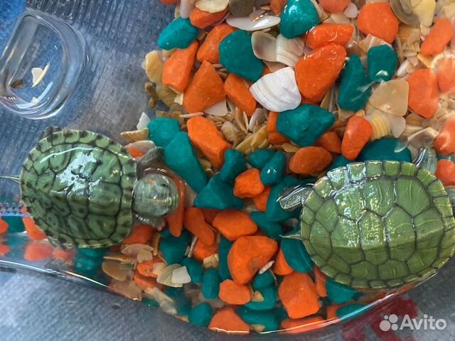 Красноухая черепаха