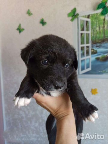 Щенок от малорослой собаки