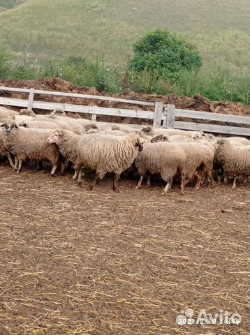 Овцы мясошерстной породы