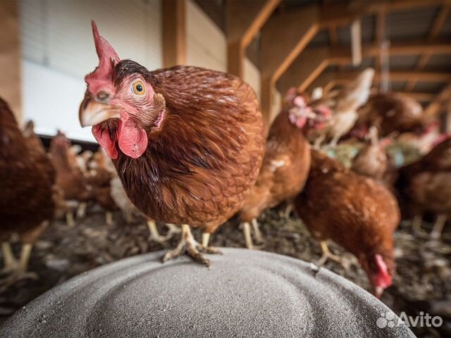 Куры несушки