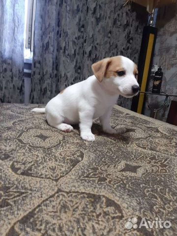 Джек Рассел терьер