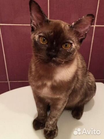 Бурма черепаха девочка