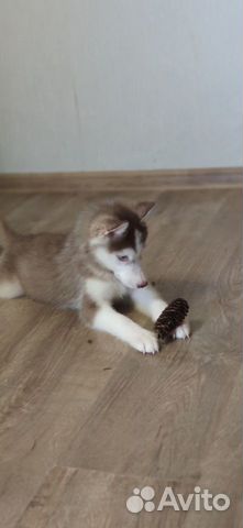 Щенки Сибирской Хаски